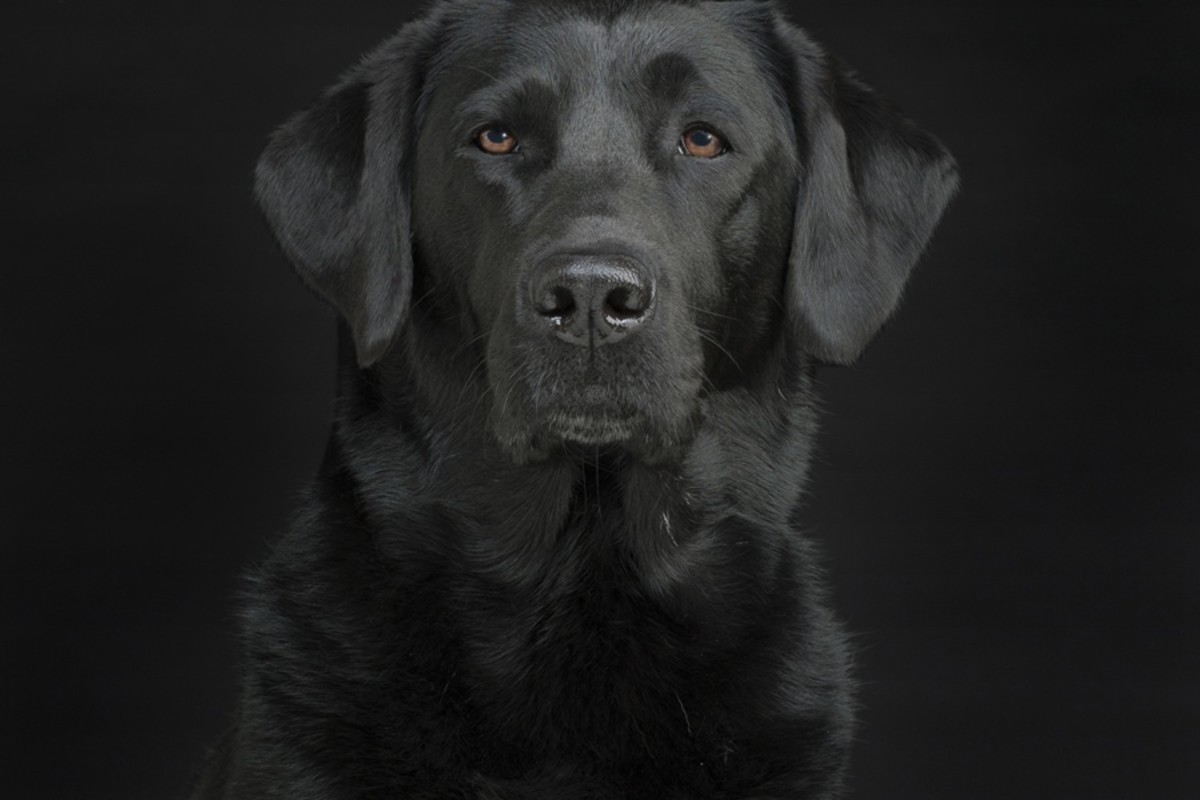 The Origins of Dogs: When Were Dogs Domesticated? | Discover Magazine