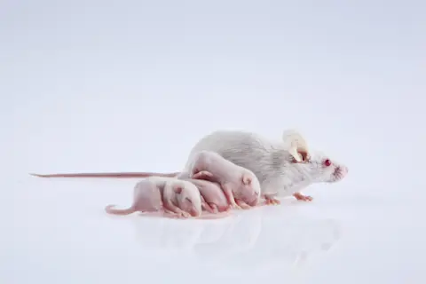 Testosterone Helps Protect Embryos From Inflammation, Mouse Study ...