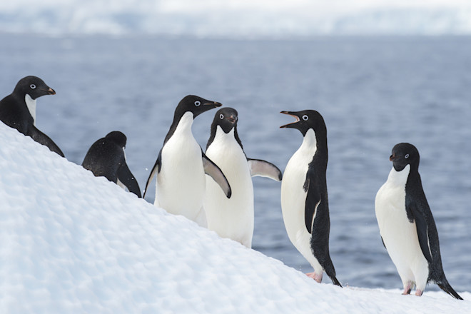 Researchers Discover 1.5 Million Hidden Penguins by Looking at their ...