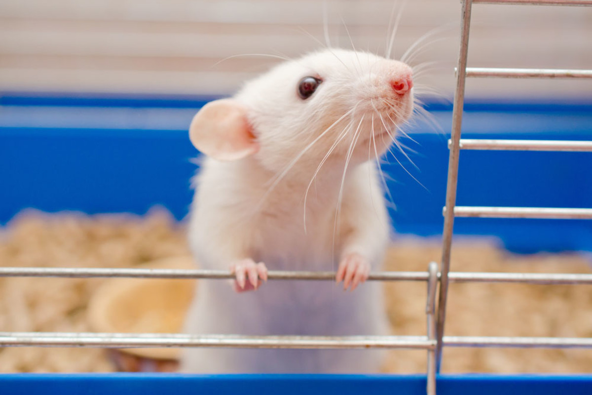 Activity - Not Rest - Speeds Recovery After Brain Injury in Mice ...