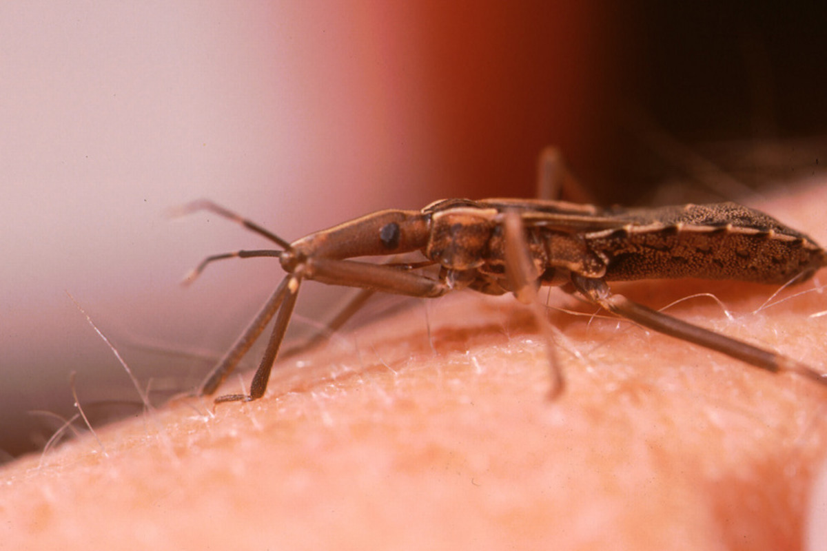 Blood-Sucking Bugs Are Smart at Night, Dumb by Day | Discover Magazine