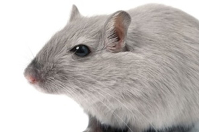 Of Mice and Men and Medicines | Discover Magazine