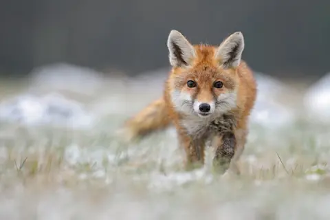 How a Russian Scientist Bred the First Domesticated Foxes | Discover ...