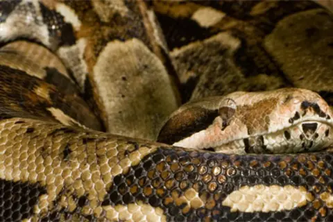Snakes know when to stop squeezing because they sense the heartbeats of ...