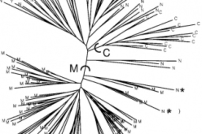 Population structure, concrete and ineffable | Discover Magazine