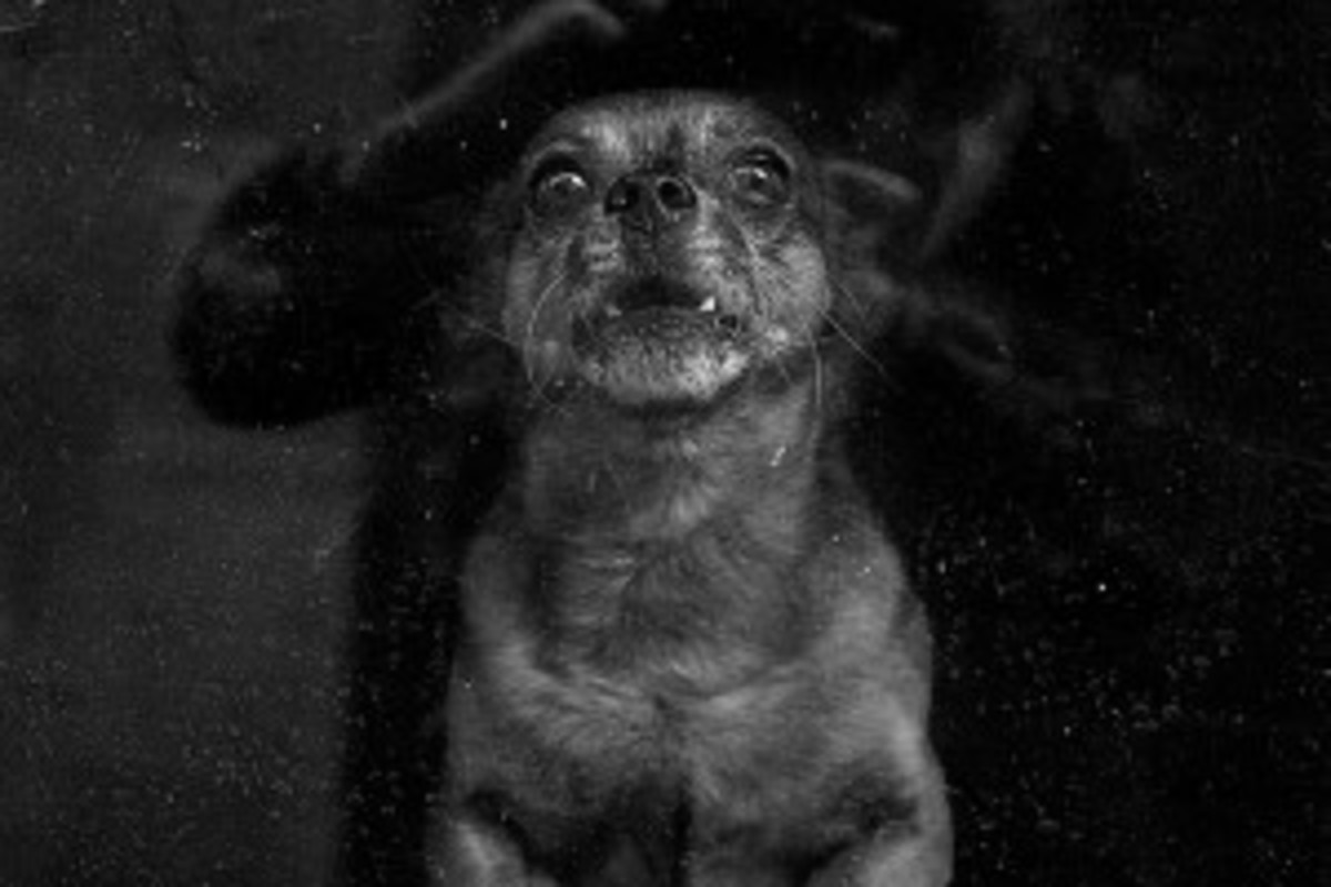 NCBI ROFL: Classifying dogs’ facial expressions from photographs ...