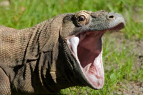 Puerto Rican Lizards Do Push-Ups to Communicate | Discover Magazine