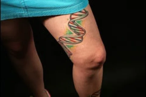 Sonic Hedgehog Gene | Discover Magazine