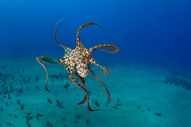 The Wild, Wonderful World of Octopuses | Discover Magazine