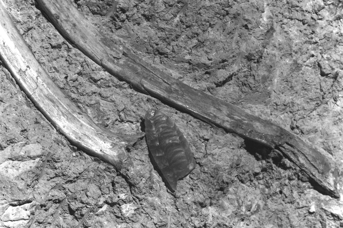 How the Folsom Point Became an Archaeological Icon | Discover Magazine