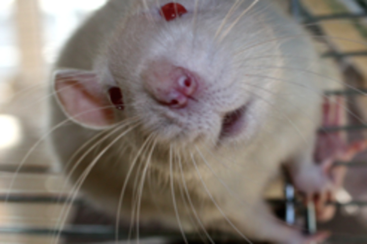 How can you tell if a rat is smiling? | Discover Magazine