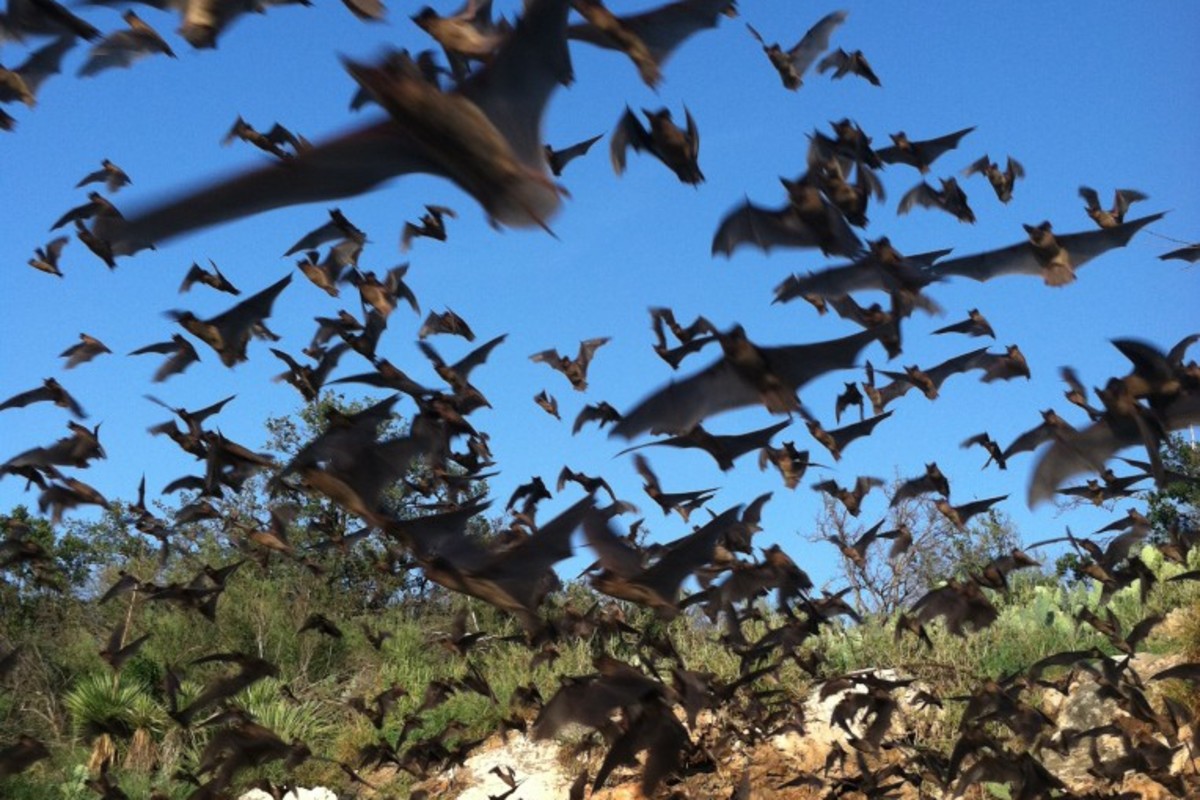 Scientists discover the fastest bats ever recorded, and they are faster ...