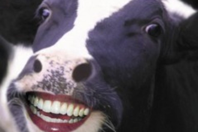 How do you tell if your cow is feeling emotional? Just feel her nose ...