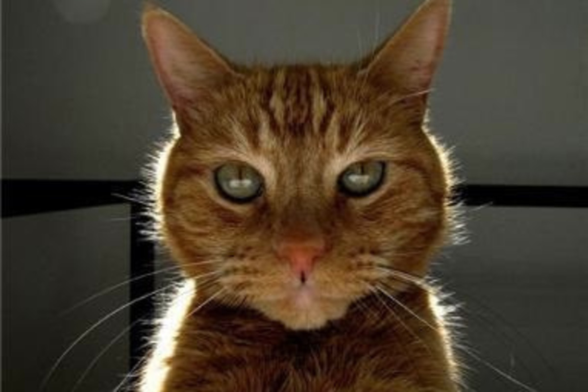 The secret to getting your cat to poop out its hairballs? Beet pulp ...