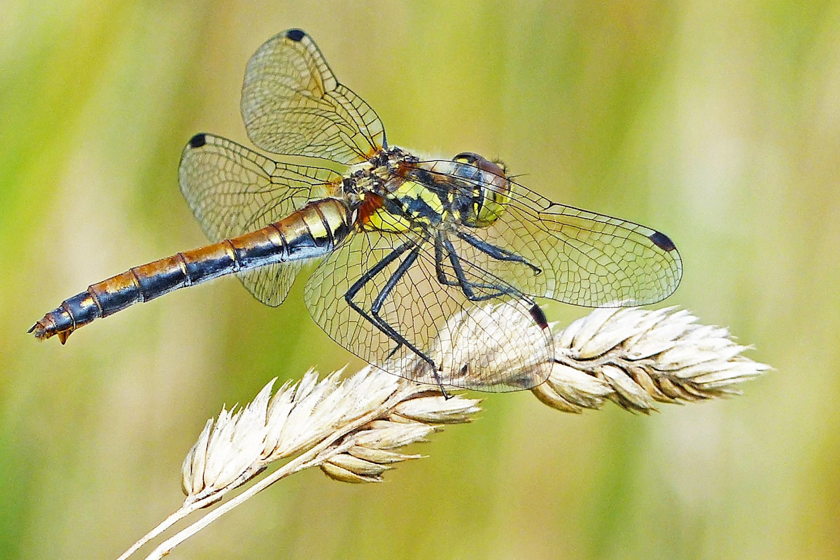 Days of Dragonflies, Fireflies and Fly Fishing | Discover Magazine