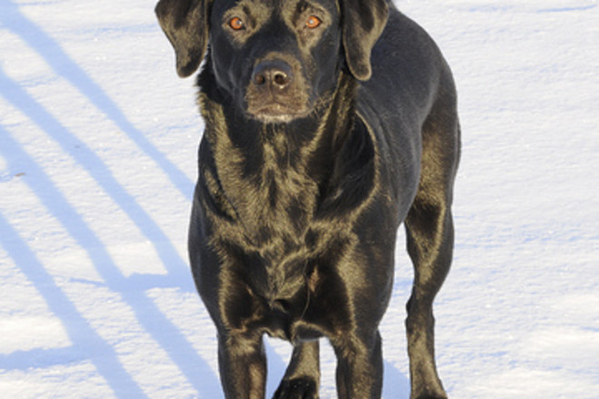 Flashback Friday: Right or left wag? The hidden language in your dog's ...