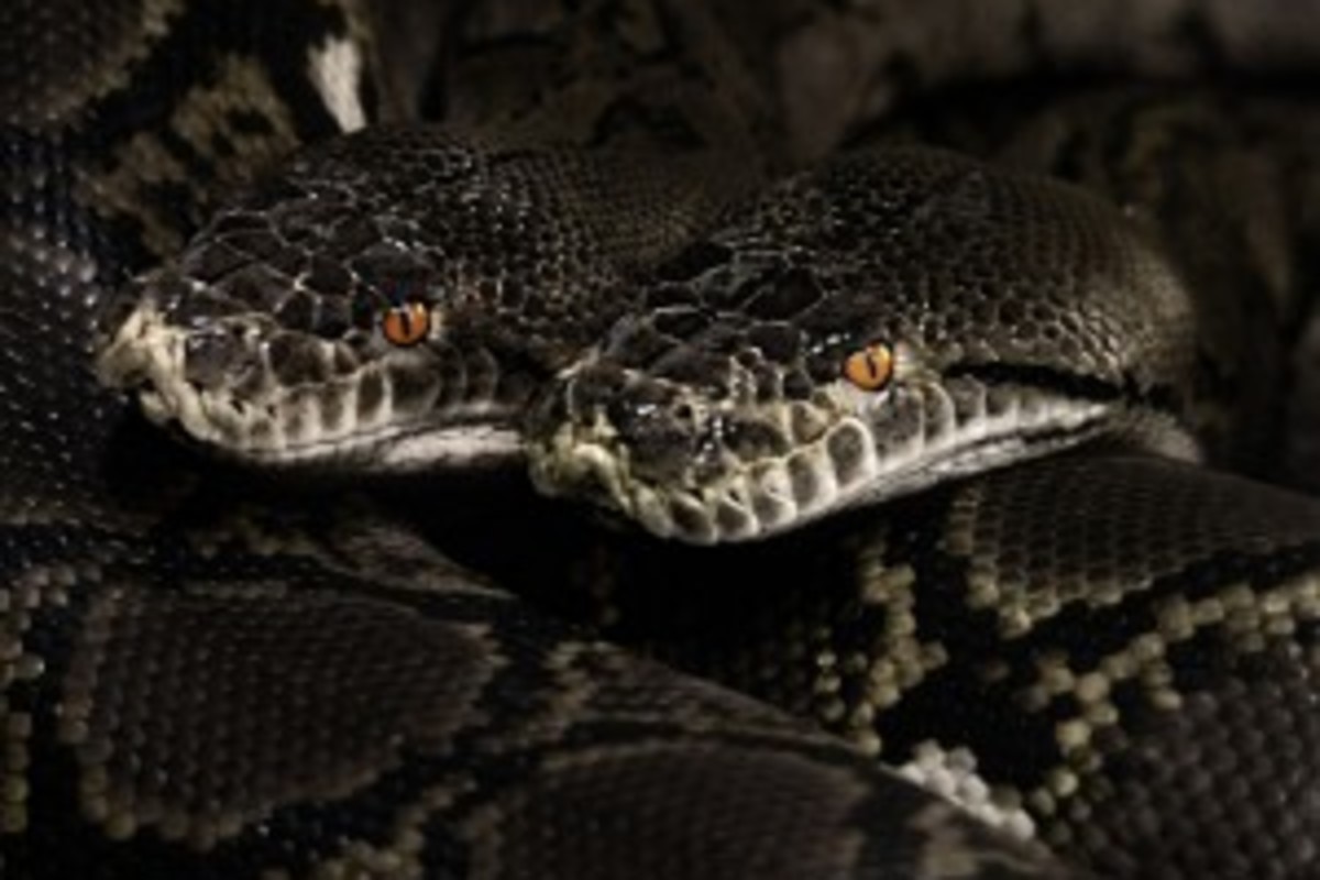 Horrifying study suggests pythons kill their prey by squeezing until ...