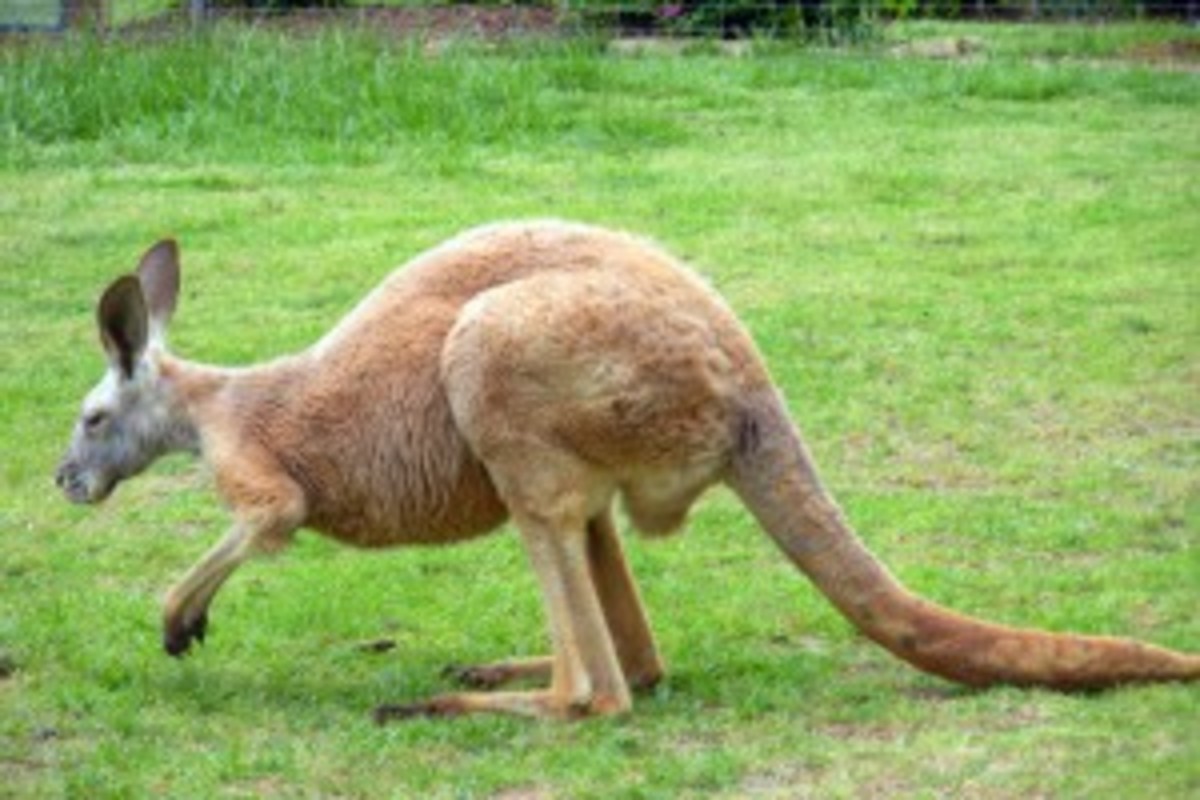 Kangaroos are the only known animals to use their tail like a fifth leg ...