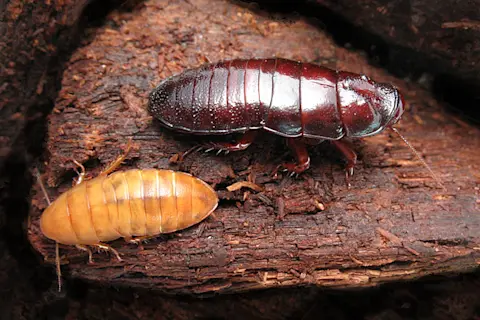 The antifungal powers of cockroach poop. | Discover Magazine